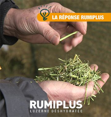 L'atout fibrosité du RUMIPLUS